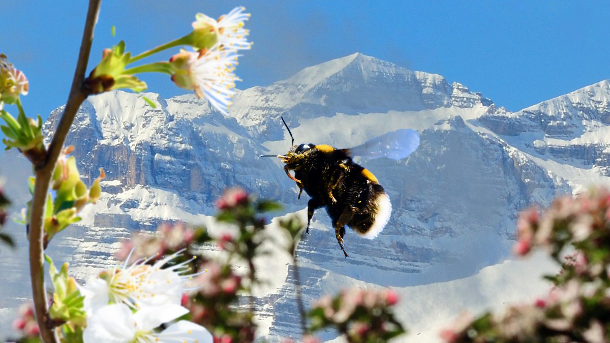 BBC World Service - CrowdScience, How high can insects fly?