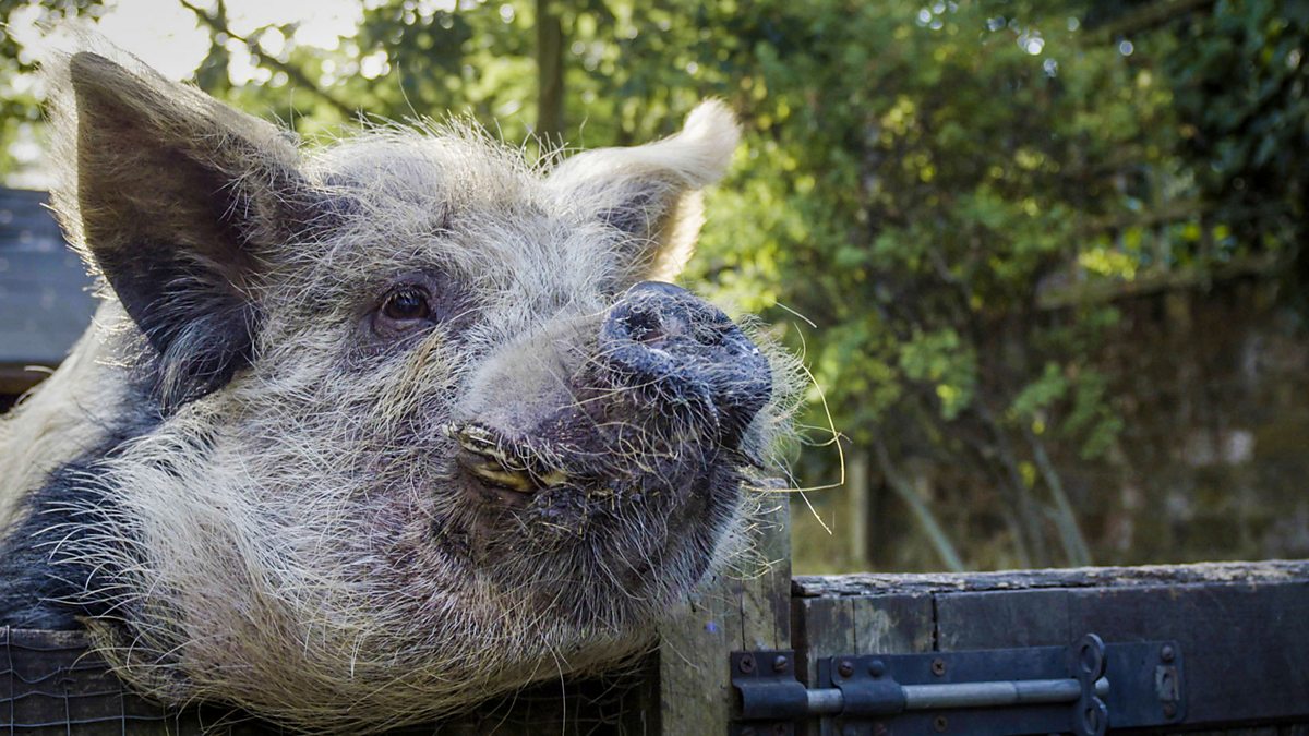 BBC Four - Secret Life of Farm Animals, Series 1