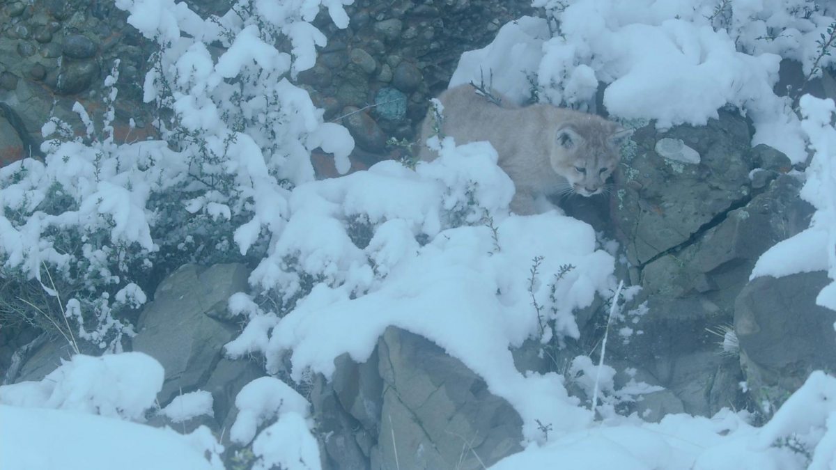 BBC One - Dynasties, Series 2, Puma, One giant leap