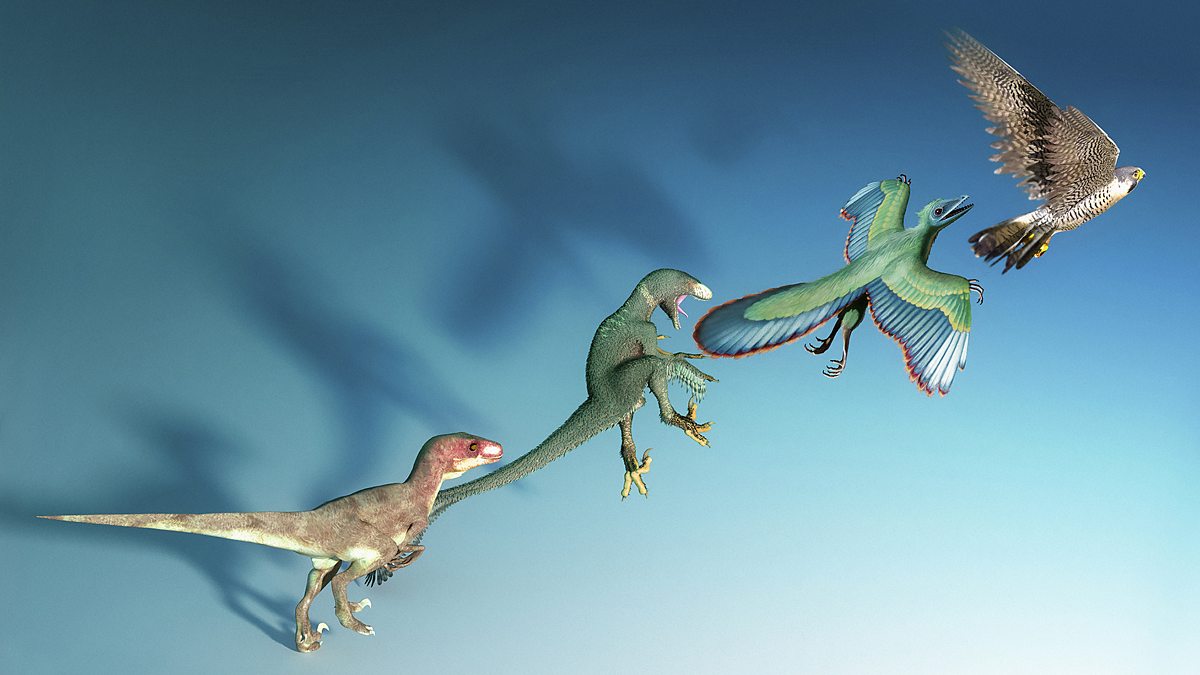 BBC Radio 4 - Radio 4 in Four - How did evolution turn a dinosaur into ...