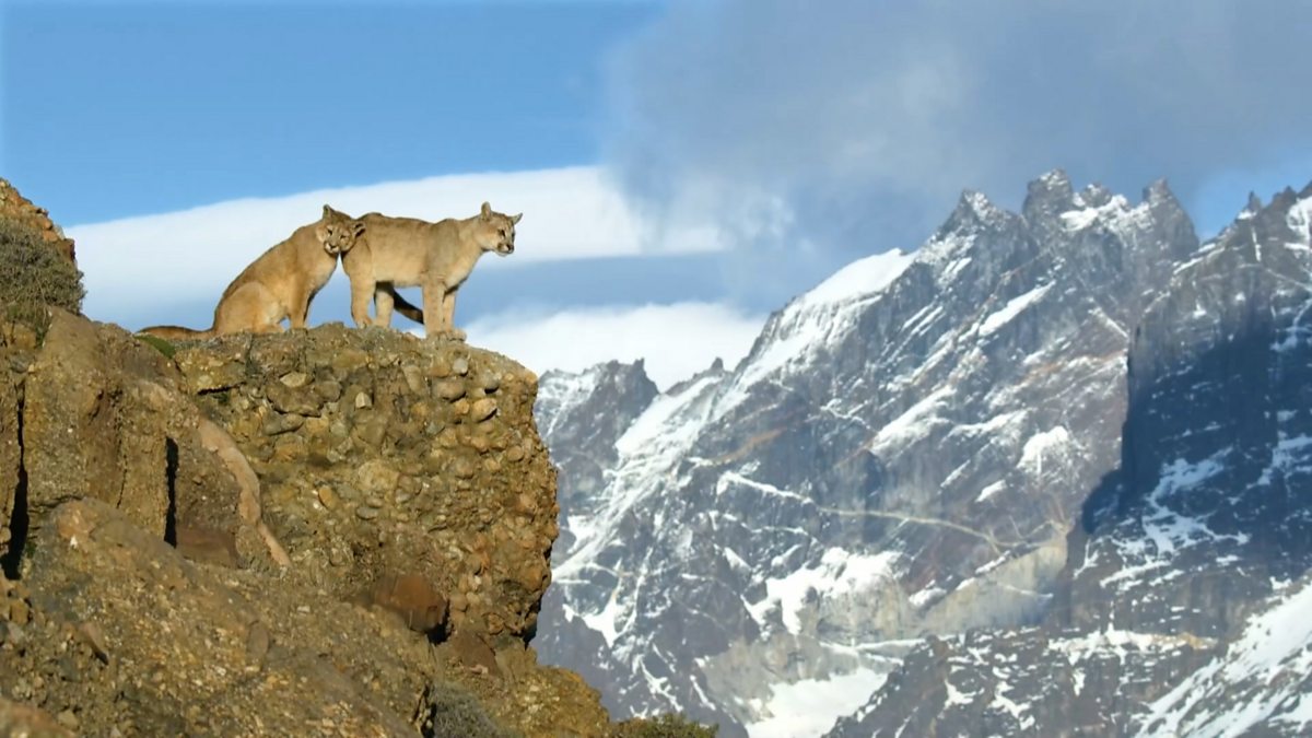 BBC One - Dynasties, Series 2, Introducing Dynasties II