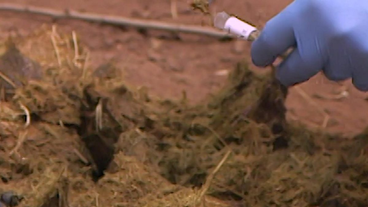 BBC - Learning, The science of poo at Chester Zoo