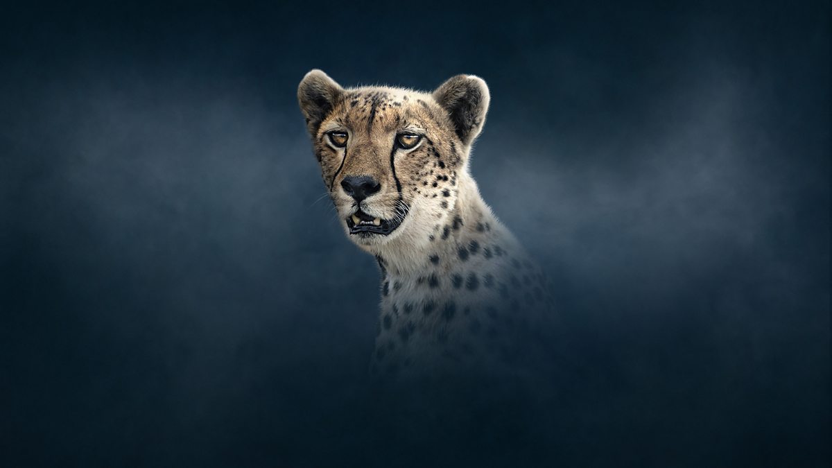 BBC One - Dynasties - Cheetah ID guide