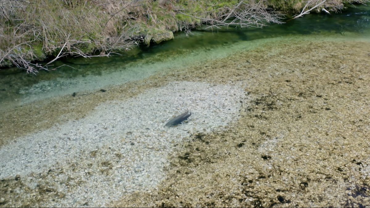 BBC Two - Earth's Great Rivers II, Series 1, Danube, A giant Danube ...