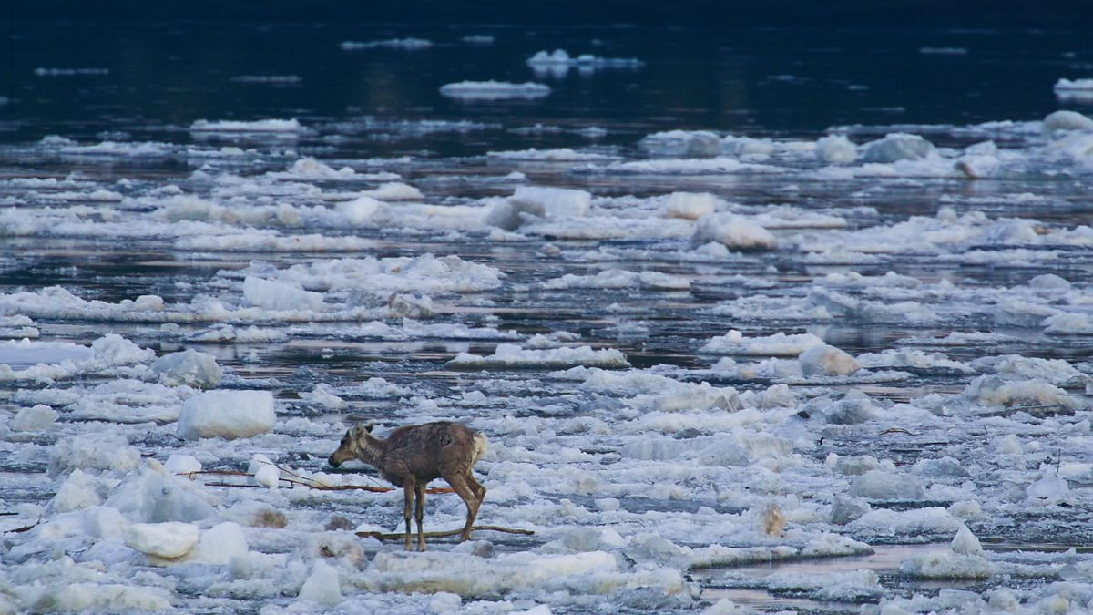 BBC Two - Earth's Great Rivers II, Series 1, Yukon, Caribou on thin ice