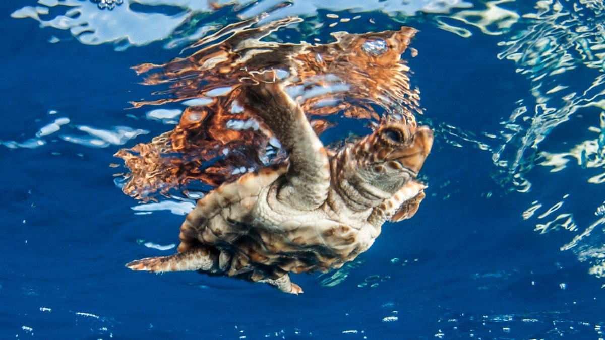 BBC World Service - CrowdScience, Why do animals migrate? Part 2, How ...