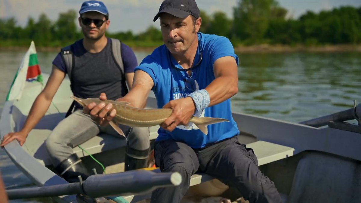 BBC Two - Earth's Great Rivers II - Incredibly rare fish filmed on camera