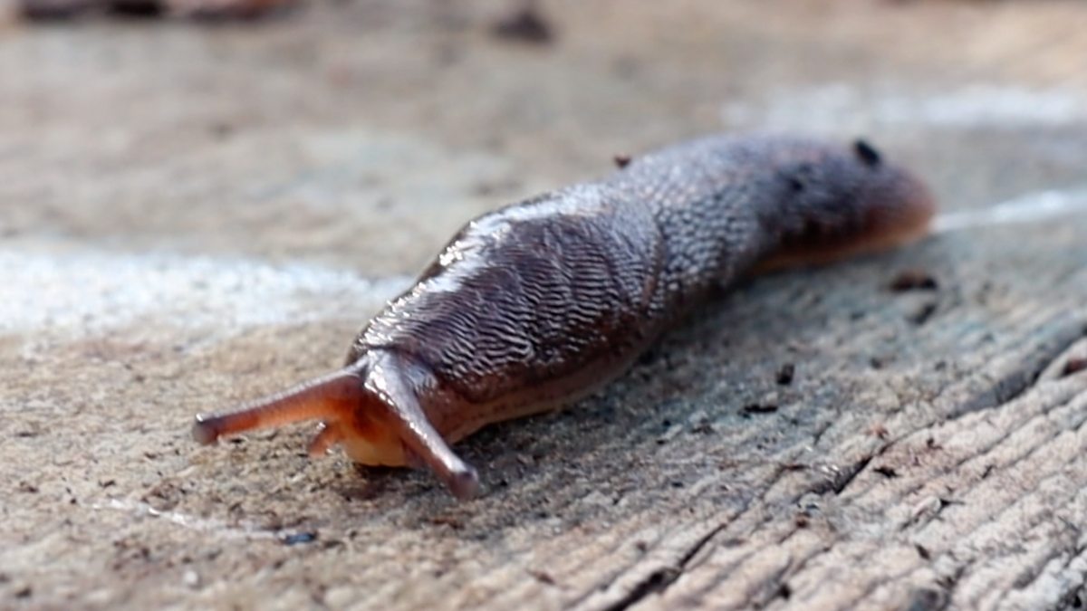 BBC Radio Bristol - James Hanson, Covid and Slugs, Should gardeners ...