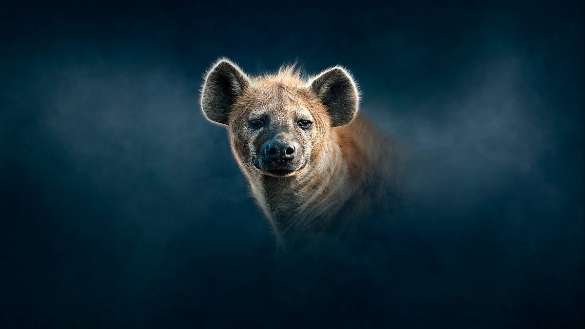 Dynasties - Series 2: 4. Hyena - BBC iPlayer