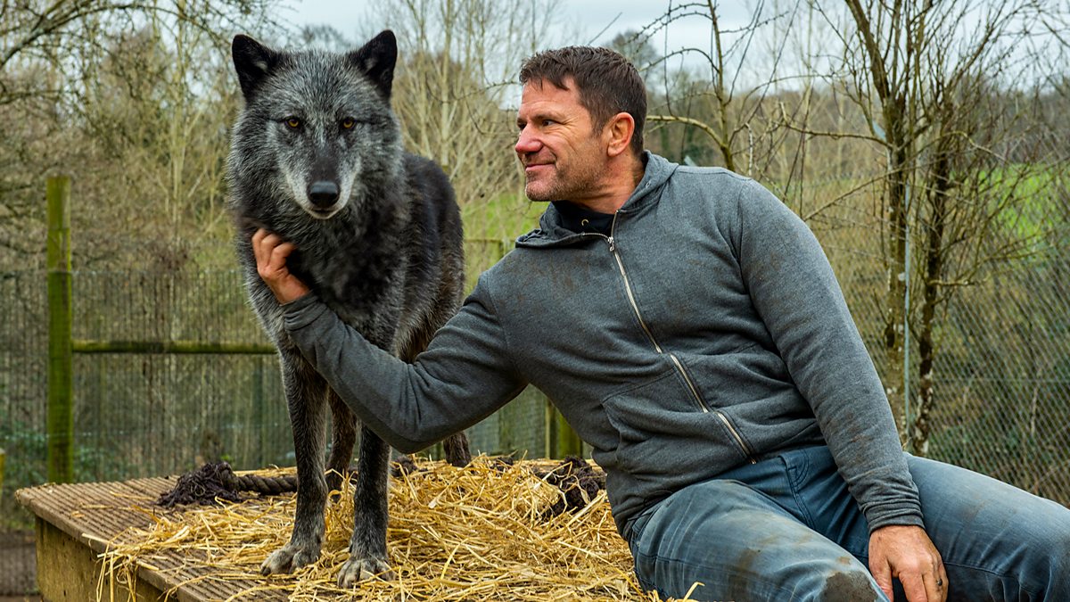 Deadly Predators - Series 1: 3. Predator Power - BBC iPlayer