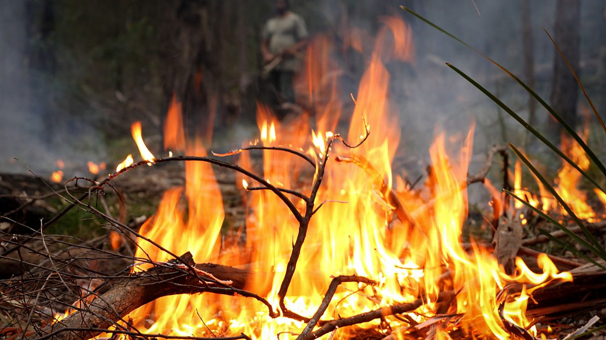 BBC World Service - The Documentary Podcast, Healing with fire on koala ...