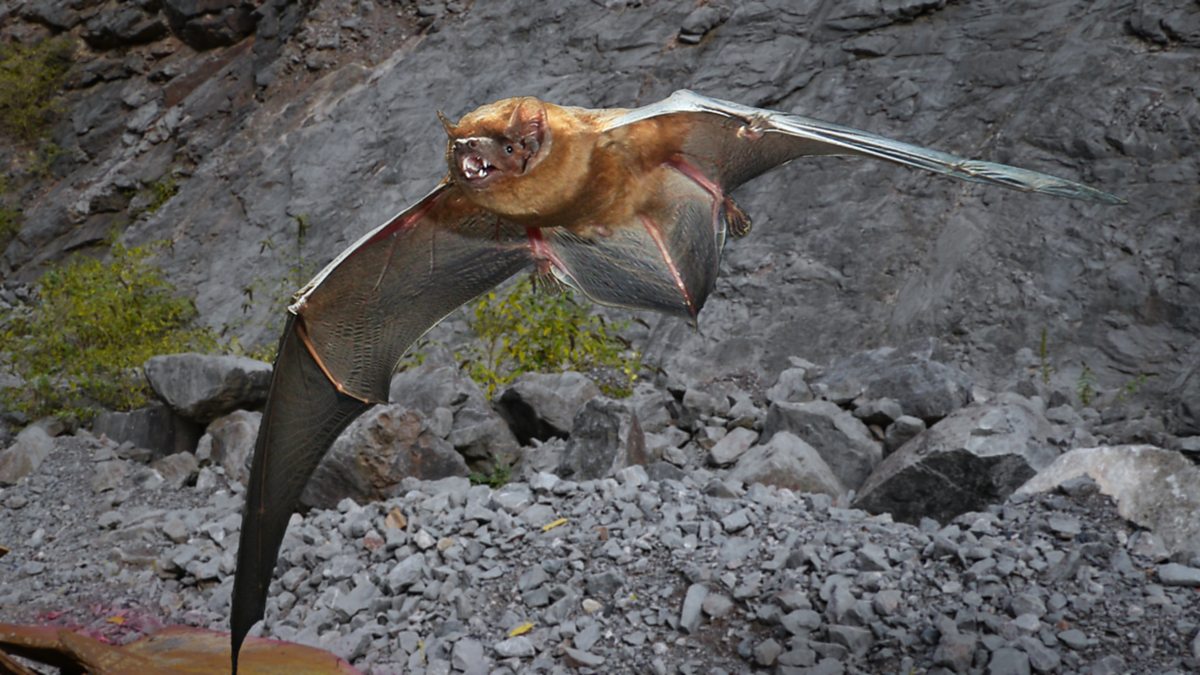 Deadly Predators - Series 1: 4. Super Senses - BBC iPlayer