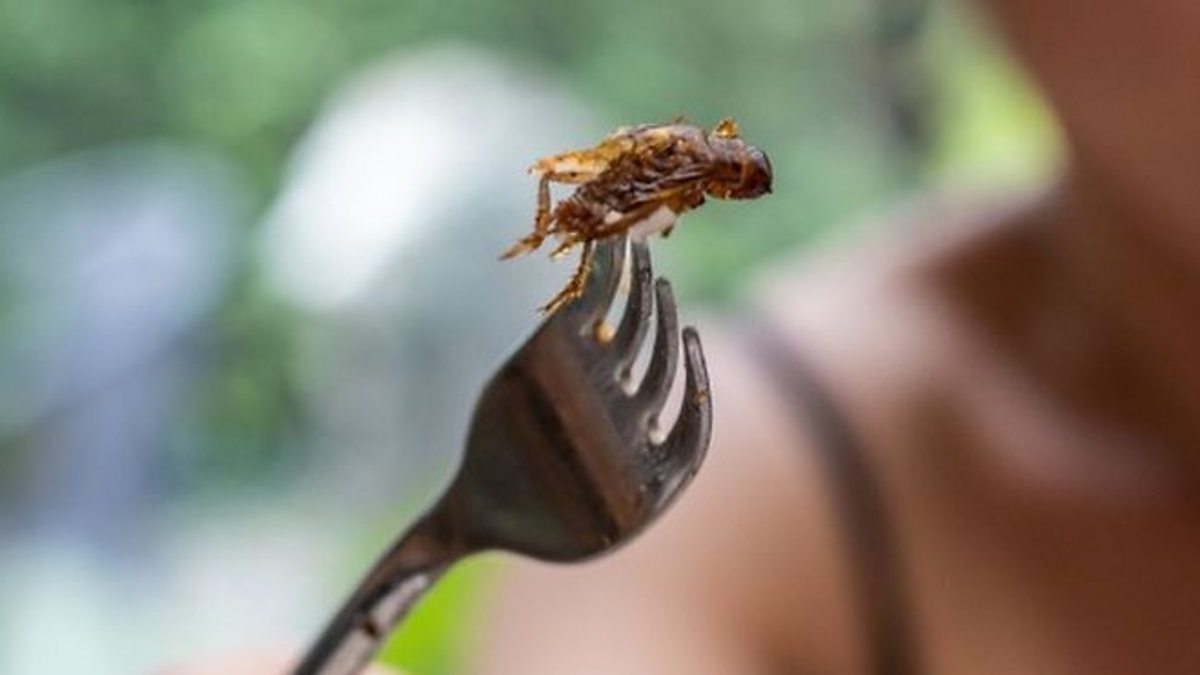 BBC World Service - Newshour, Eating lab-grown meat and insects to help ...