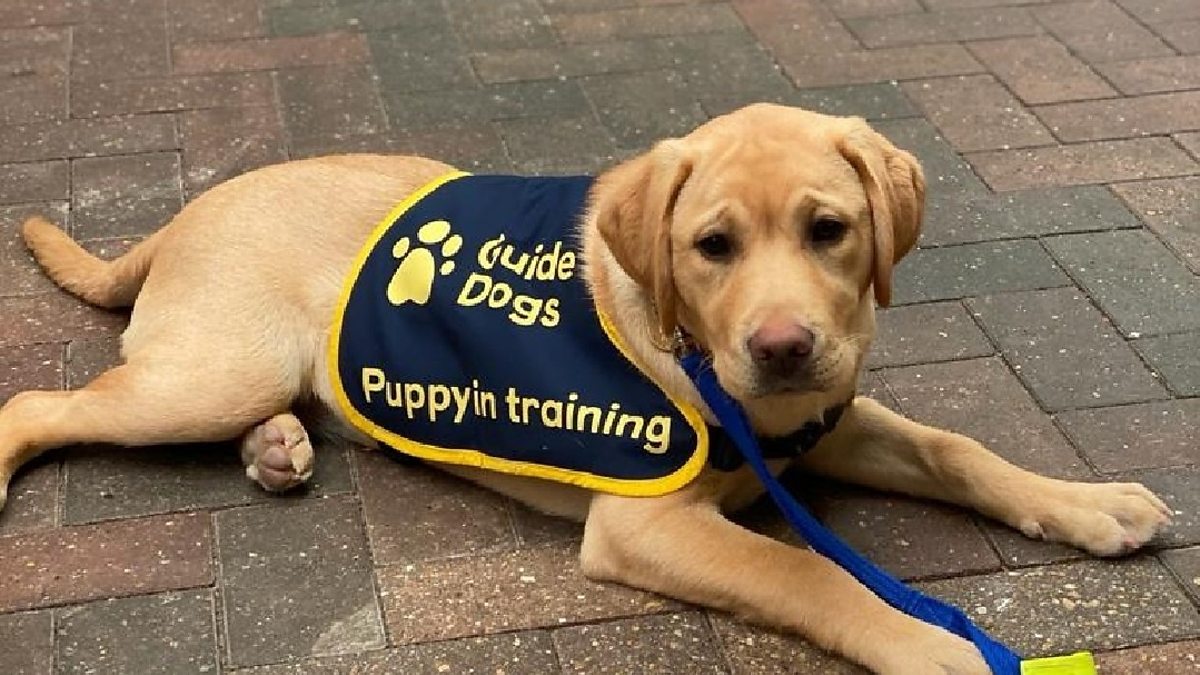 BBC Radio Merseyside - Helen Jones, International Guide Dogs Day