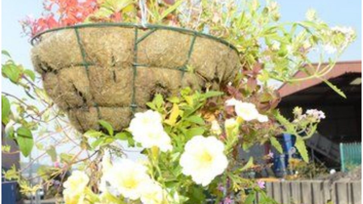 BBC Radio Cymru - Bore Cothi, Helen Scutt Basgedi Crȏg