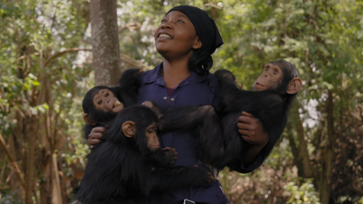 BBC World Service - Outlook, The baby chimpanzees helping me heal
