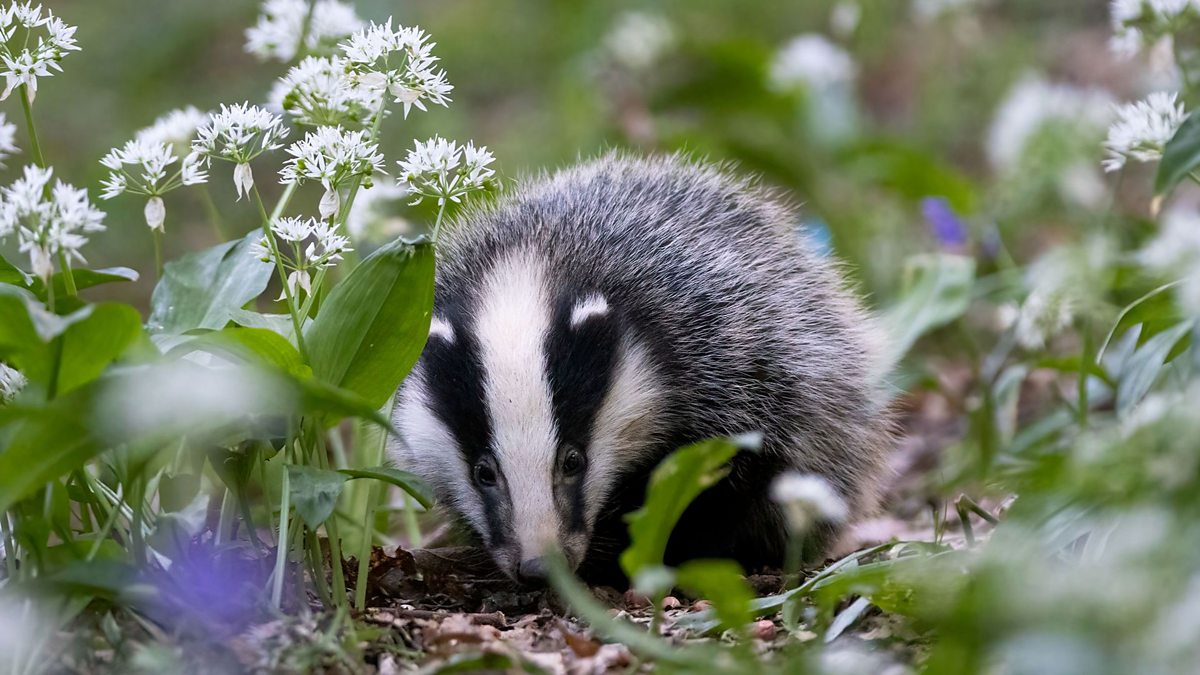 BBC Two - Springwatch, 2022, Episode 5 - Clips
