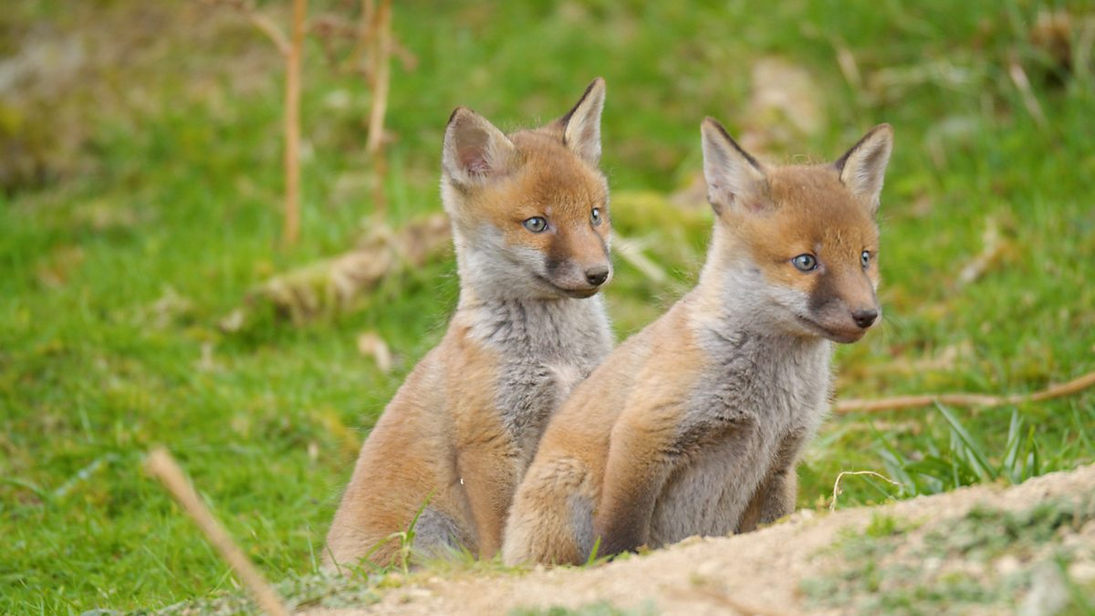 BBC Two - Springwatch, 2022, Episode 1, Frolicking fox cubs