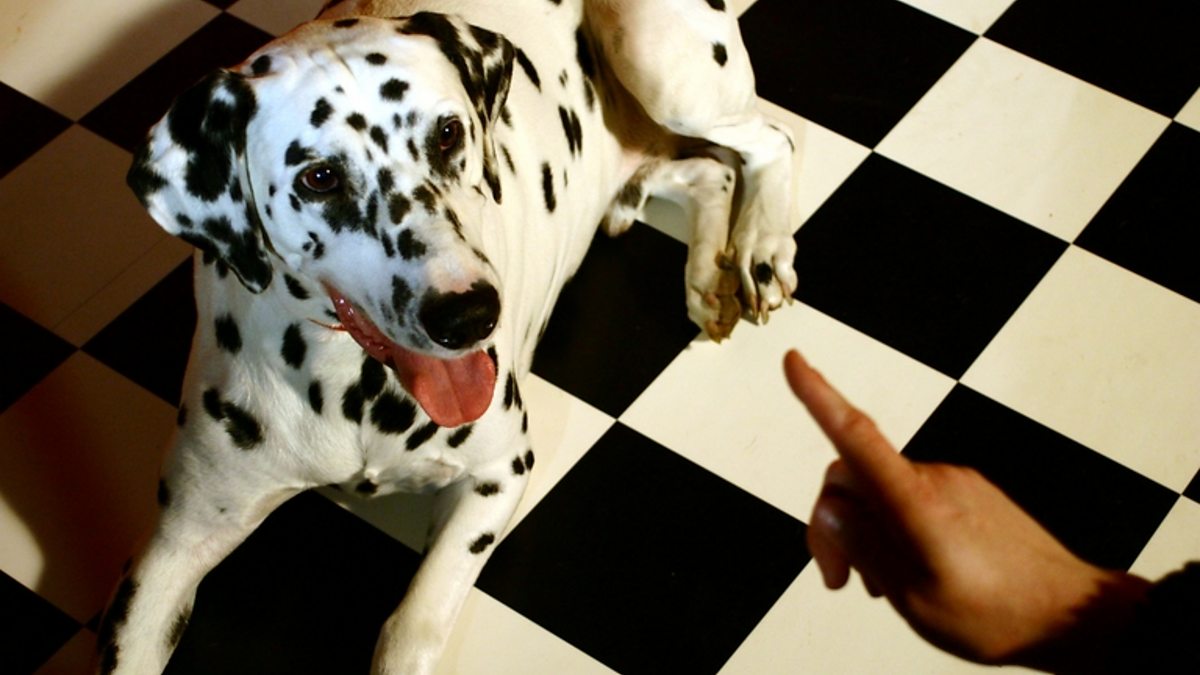 BBC Radio 5 Live - 5 Live In Short, In My Opinion: 'Dog owners should ...