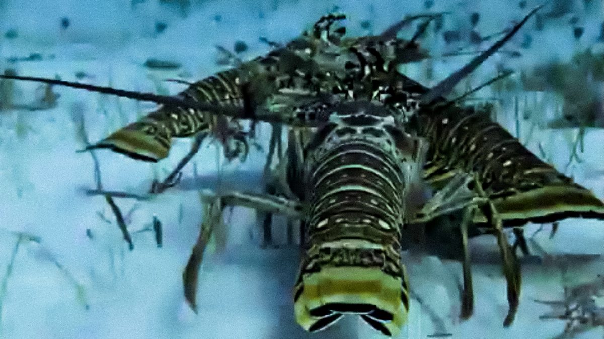 The Trials of Life - 5. Finding the Way - BBC iPlayer