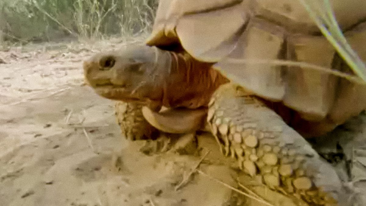 The Trials of Life - 12. Continuing the Line - BBC iPlayer