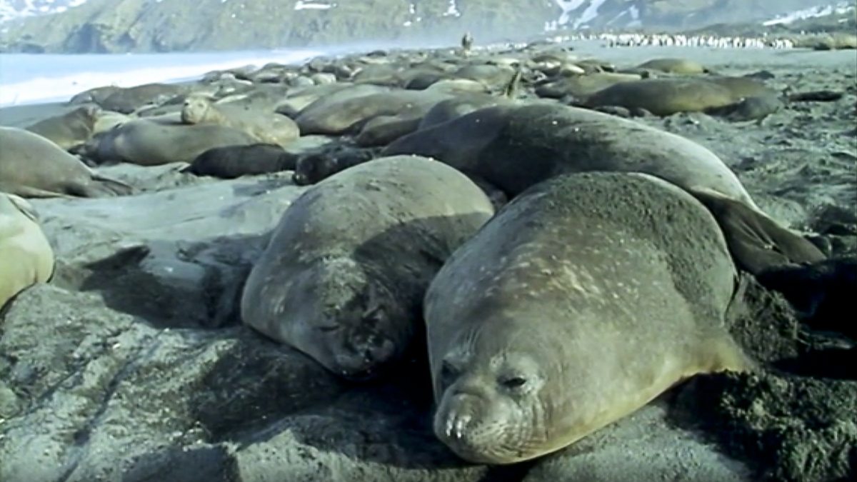 Life in the Freezer - The Ice Retreats - BBC iPlayer