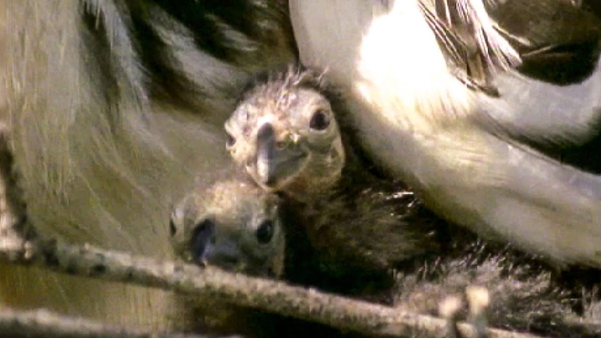 The Life of Birds - 1. To Fly or Not to Fly? - BBC iPlayer