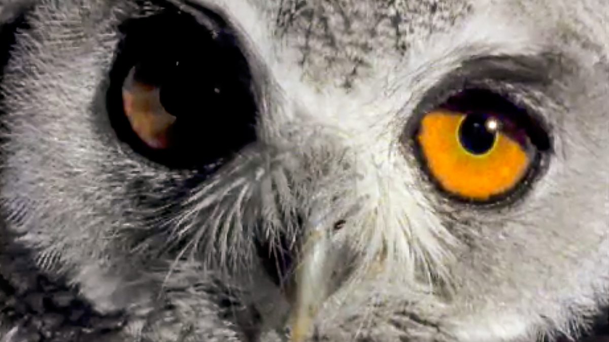 The Life of Birds - 4. Meat-Eaters - BBC iPlayer