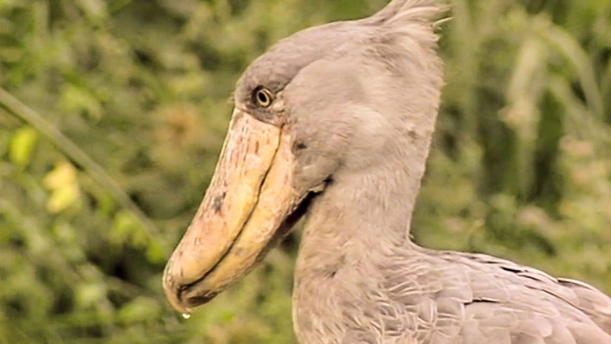 The Life of Birds - 5. Fishing for a Living - BBC iPlayer