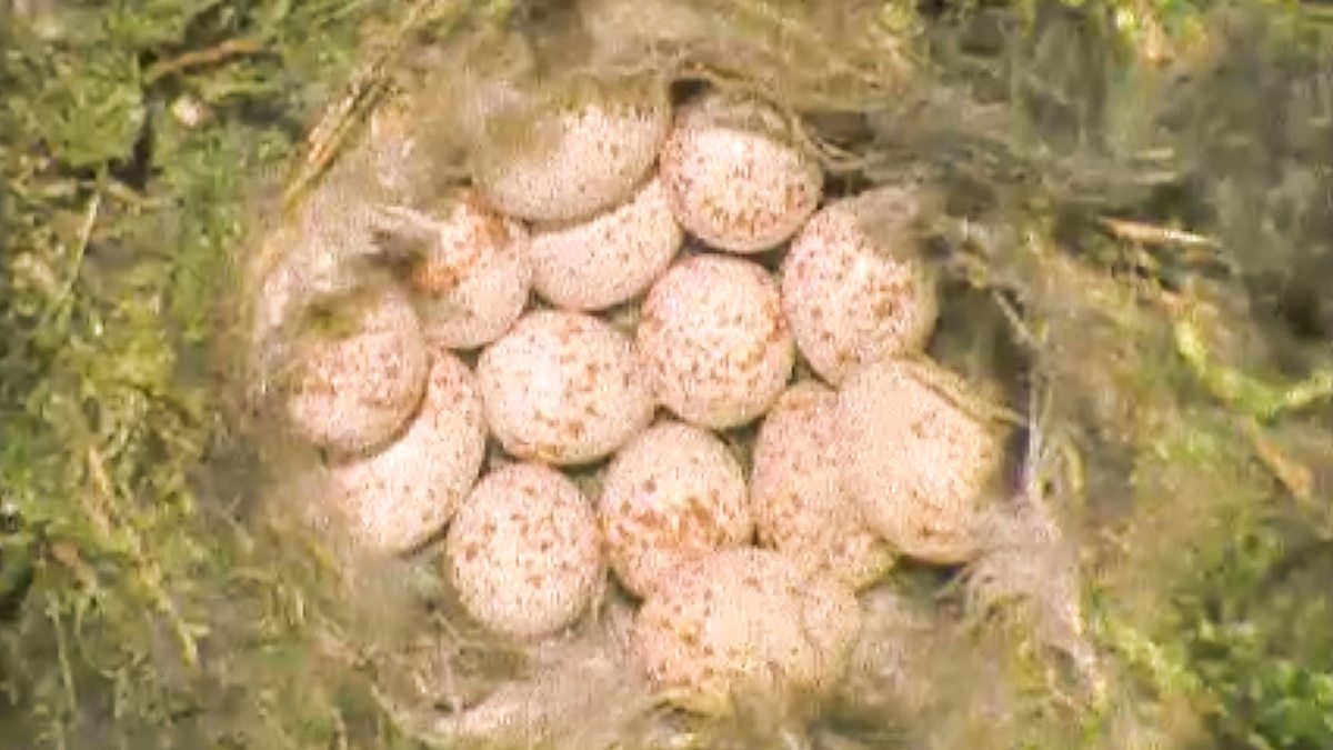 BBC Four - The Life of Birds, The Demands of the Egg