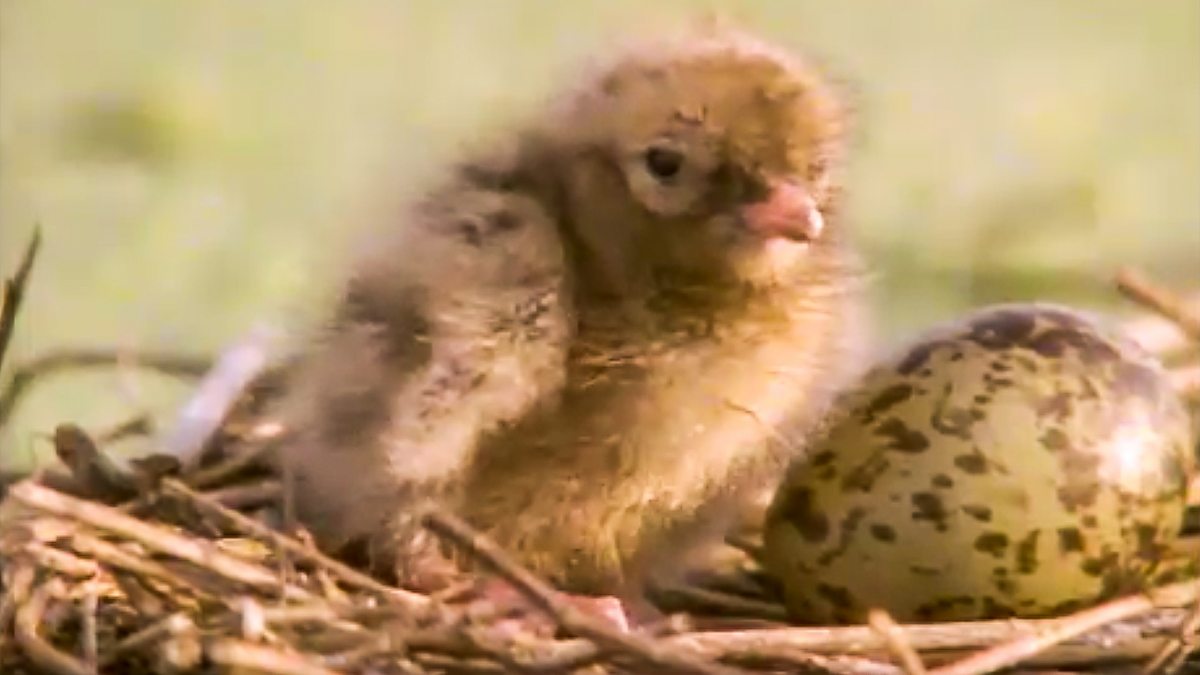 The Life of Birds - 9. The Problem of Parenthood - BBC iPlayer