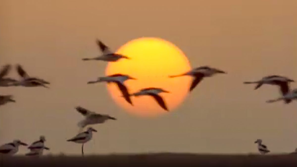 The Life of Birds - 10. The Limits of Endurance - BBC iPlayer