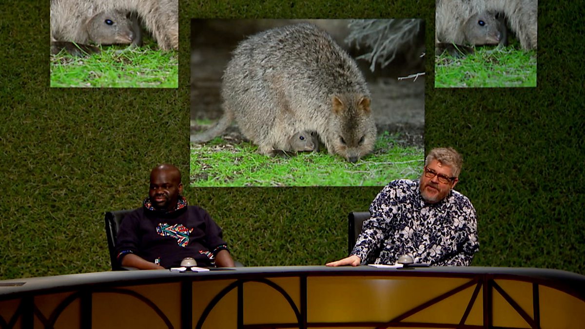 QI - Series Q: 8. Qanimals - BBC iPlayer