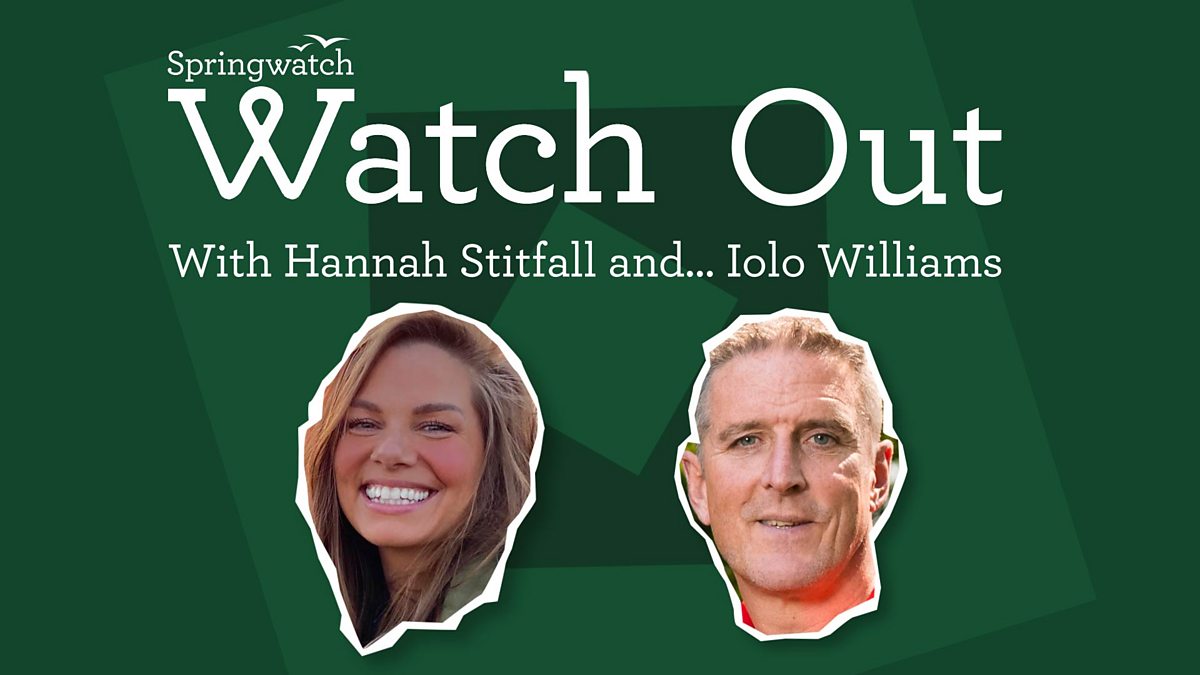 BBC Two - Springwatch, 2022, Watch Out with Hannah Stitfall and... Iolo ...