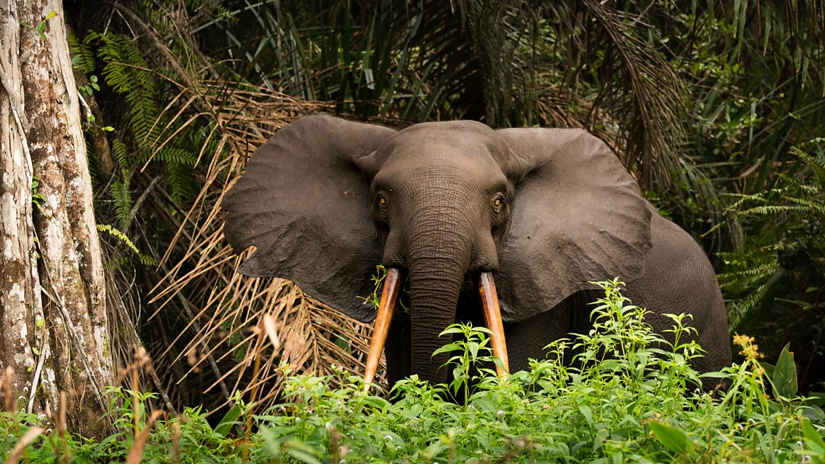 BBC World Service - Witness History, Saving Gabon's rainforest