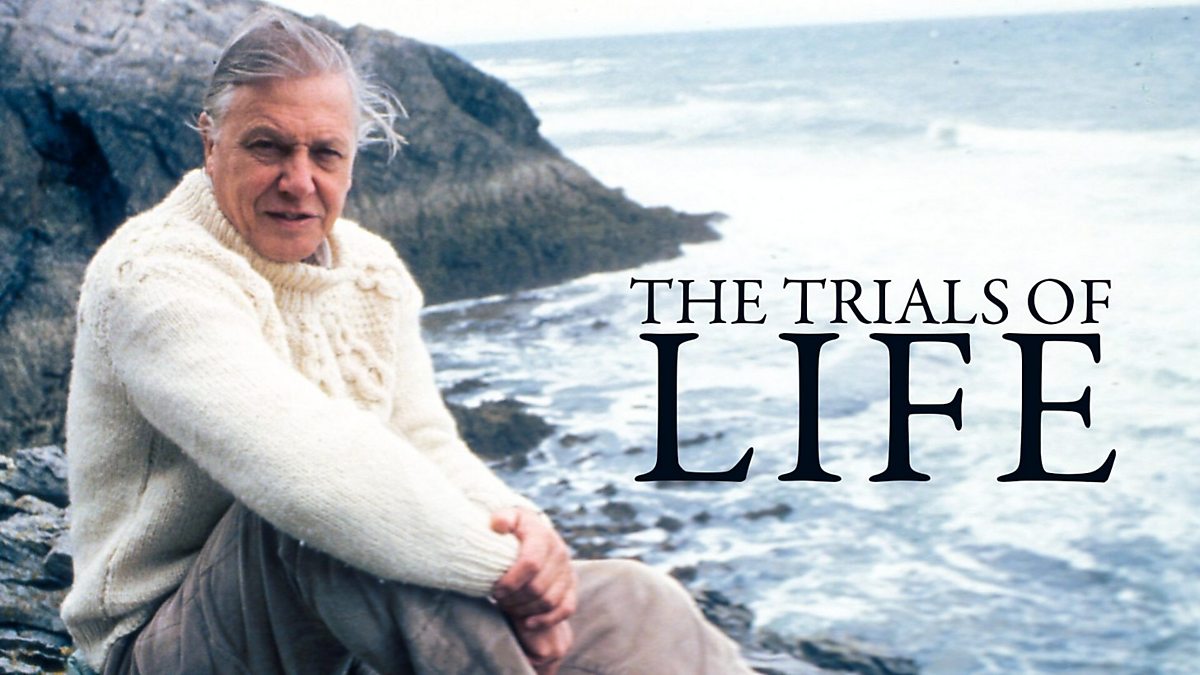 BBC - Media Centre Clips, The Trials Of Life - Talking To Strangers ...