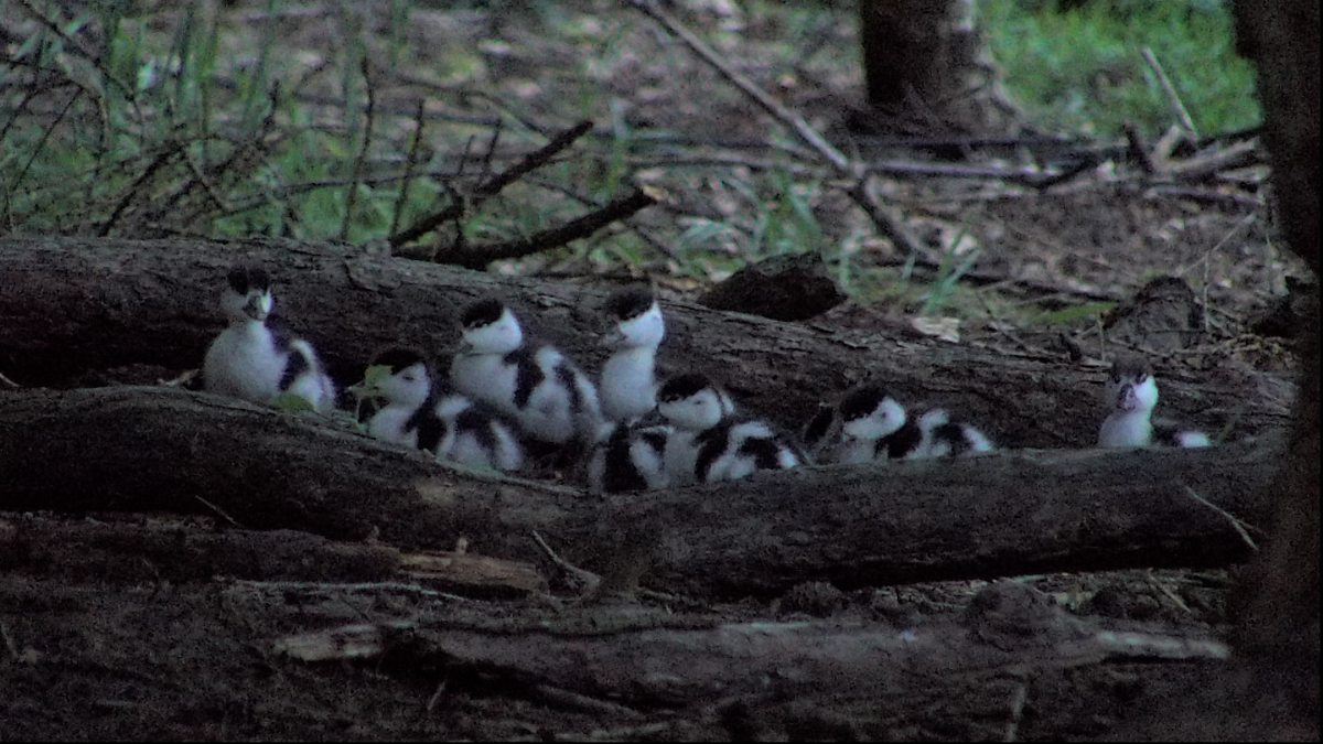 BBC Two - Springwatch, 2022, Episode 7, A daring duckling escape