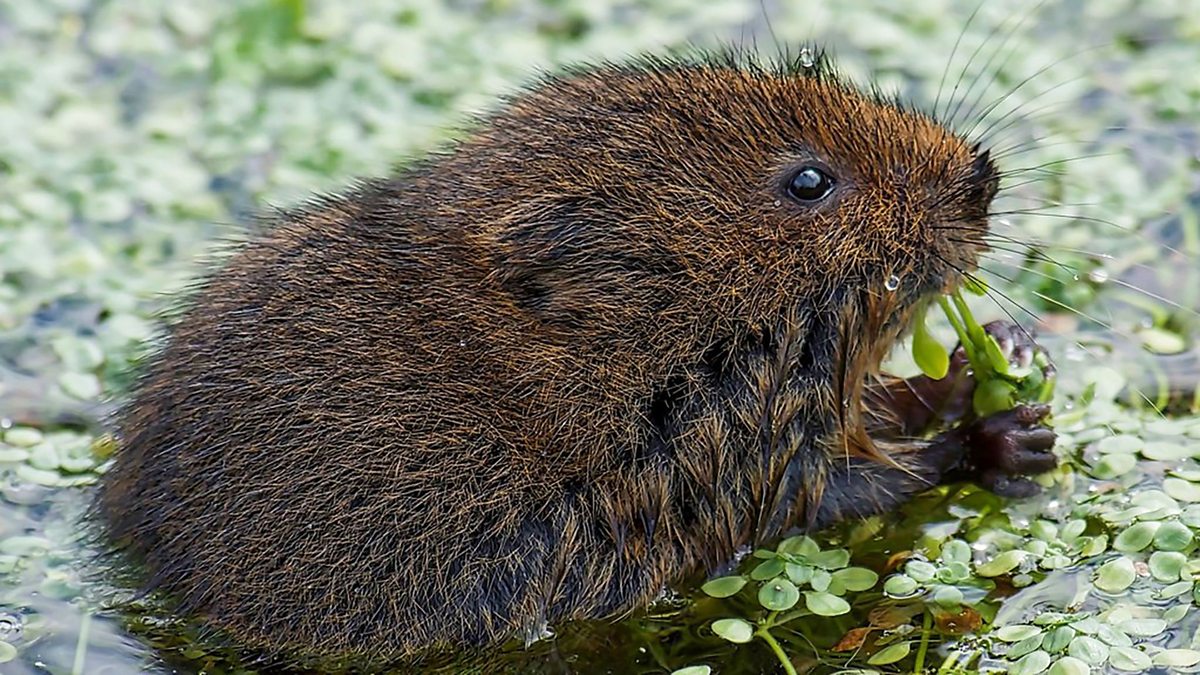 BBC Two - Springwatch, 2022, Episode 10 - Clips