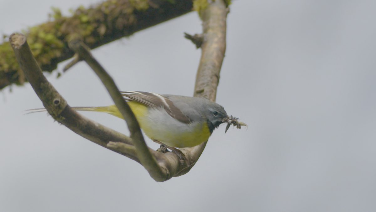 BBC Two - Springwatch, 2022, Episode 9, Wagtails and waterfalls