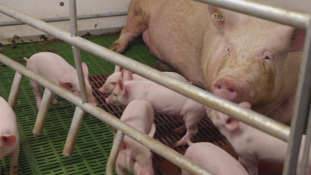 BBC Scotland - Landward, 2022, Episode 9, Sharing a passion for pigs on social media