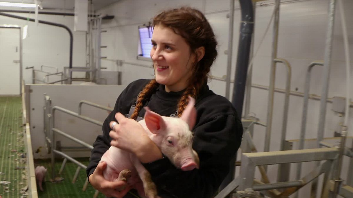 BBC Scotland - BBC Scotland - Swine stars revealing realities of pig ...