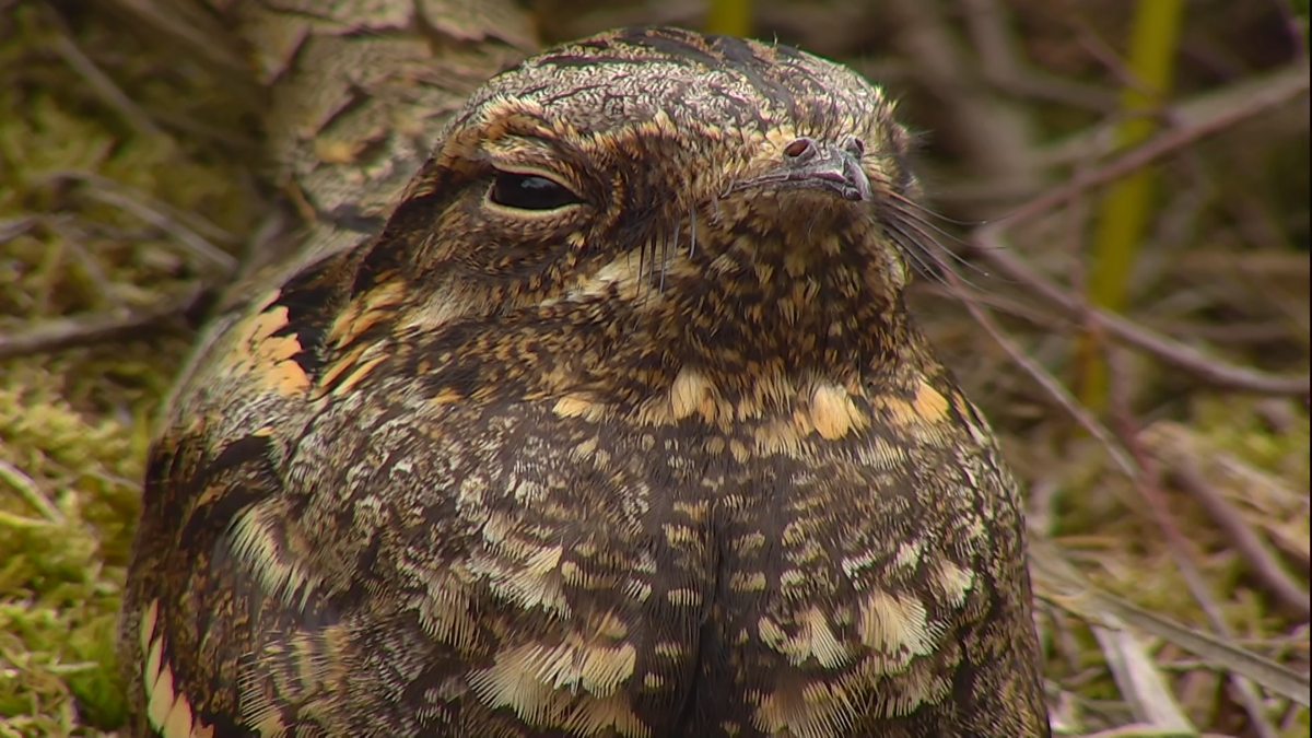 BBC Two - Springwatch, 2022, Episode 10, "I don't think I've ever seen ...