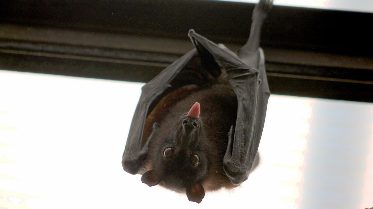 BBC Radio Shropshire - Jim Hawkins, Bat Spotting