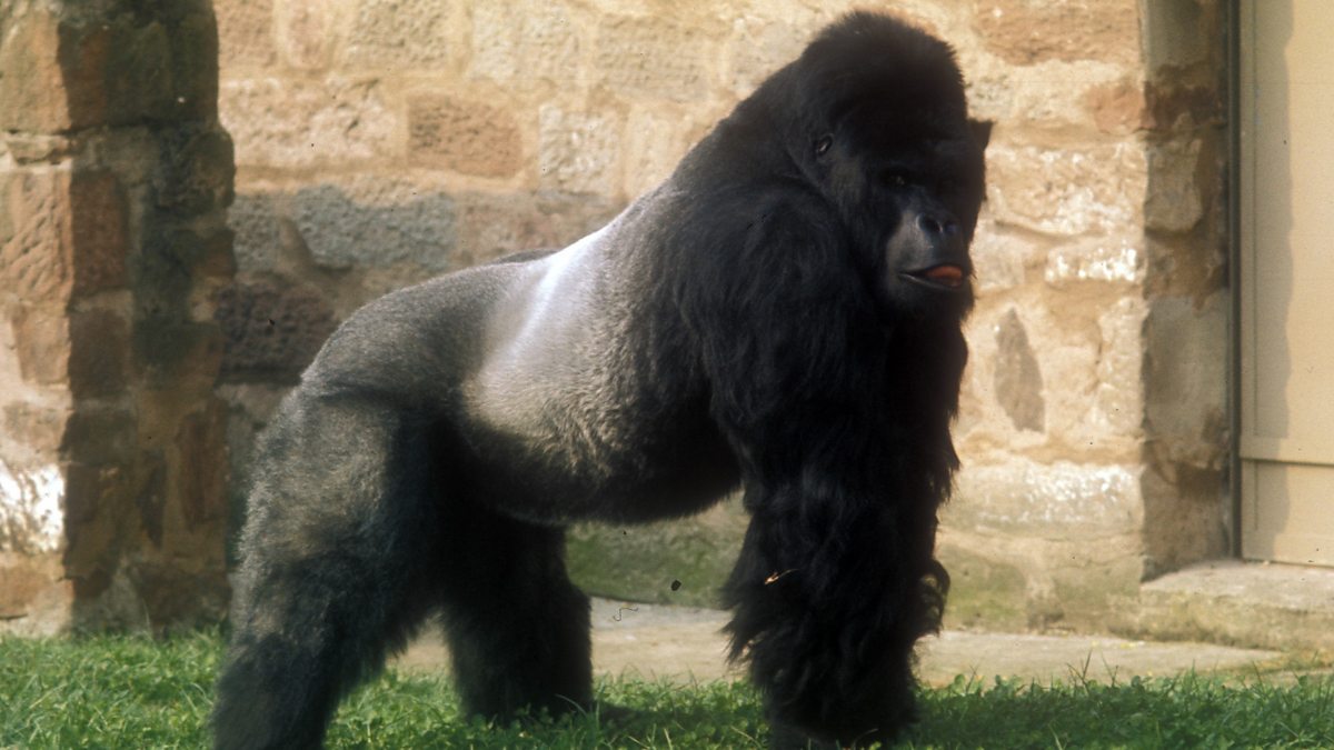 BBC Radio Gloucestershire - Anna King, Dominic Cotter sits in (21/06 ...