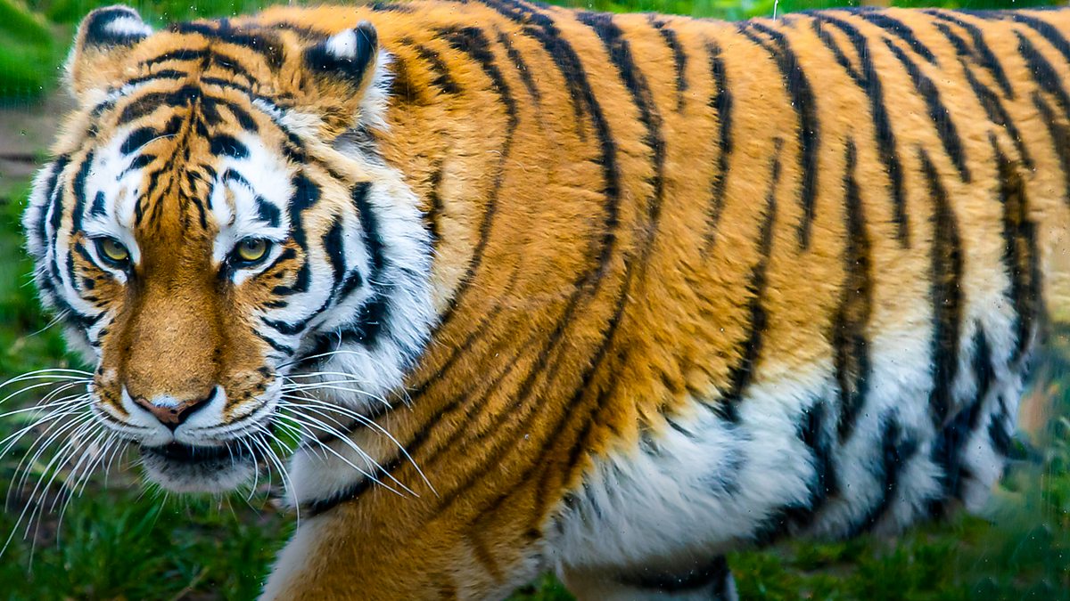 One Zoo Three - Series 2: 13. Tiger Time - BBC iPlayer