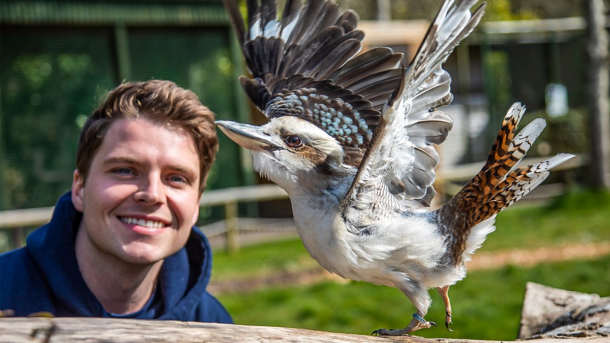 One Zoo Three - Series 2: 1. The Zoosical - BBC iPlayer