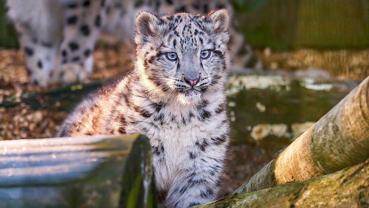 One Zoo Three - Series 2: 5. Cat Moves - BBC iPlayer