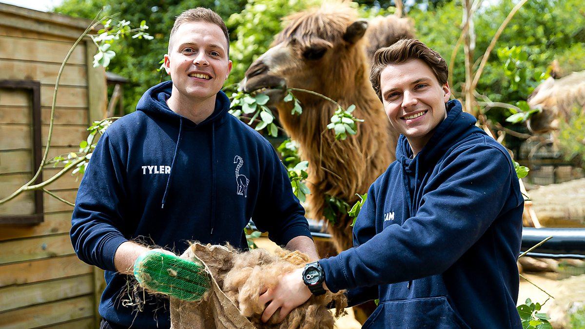 One Zoo Three - Series 2: 6. Dream Team - BBC iPlayer