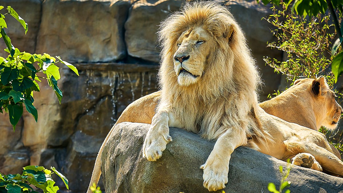 One Zoo Three - Series 2: 7. Brush Up - BBC iPlayer