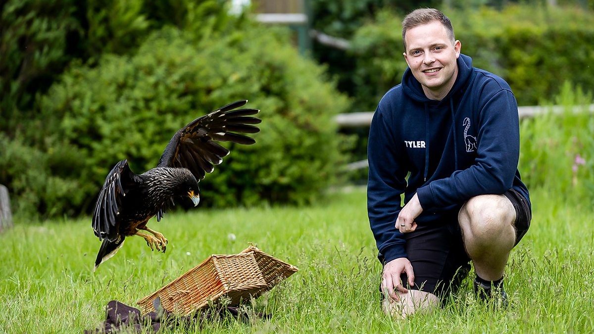 One Zoo Three - Series 2: 9. Training Day - BBC iPlayer